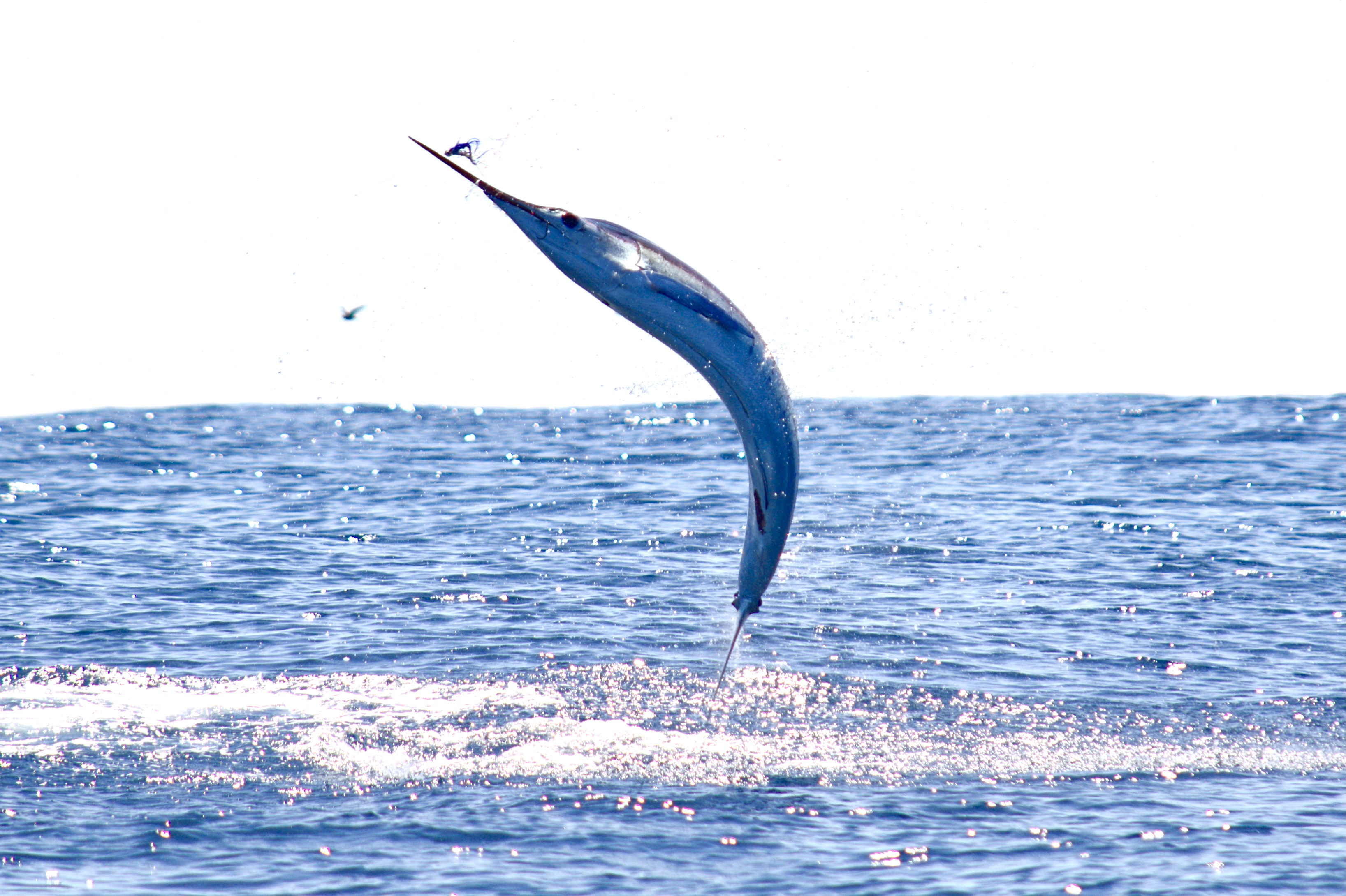 Kenya Fly Fishing Adventures – Billfish on Fly – Uniquely Fly